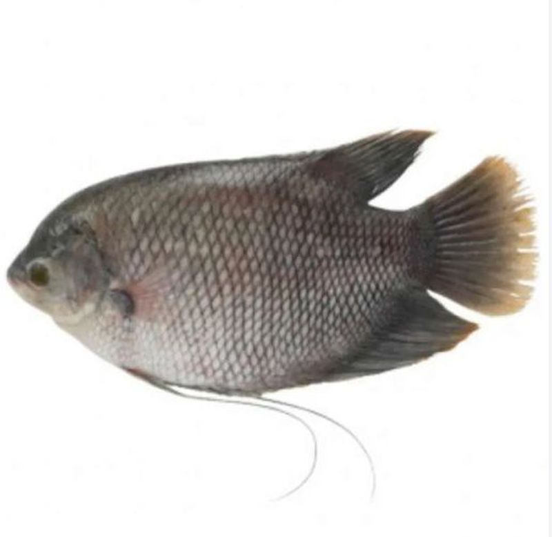 Ikan Gurameh sedang sw1