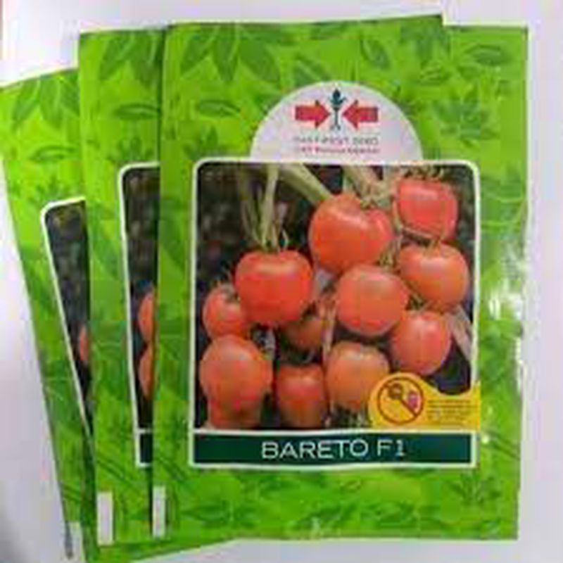 Benih Tomat Bareto