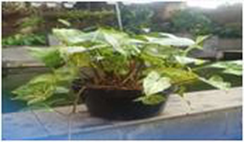 Tanaman Singomium Batik