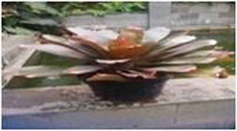 Tanaman Bromolia Merah tembaga