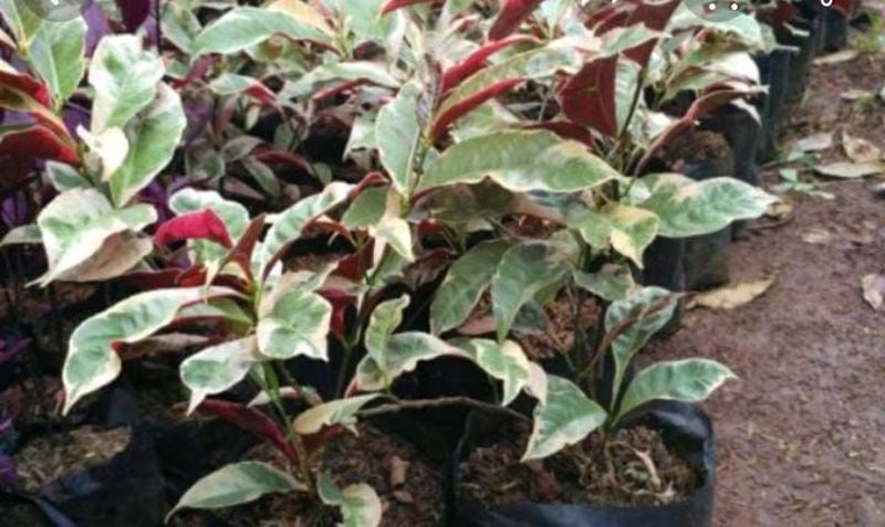 tanaman sambang darah