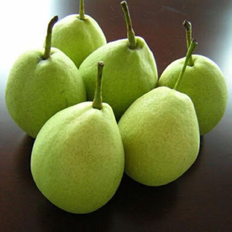 Pear Xiang Lie