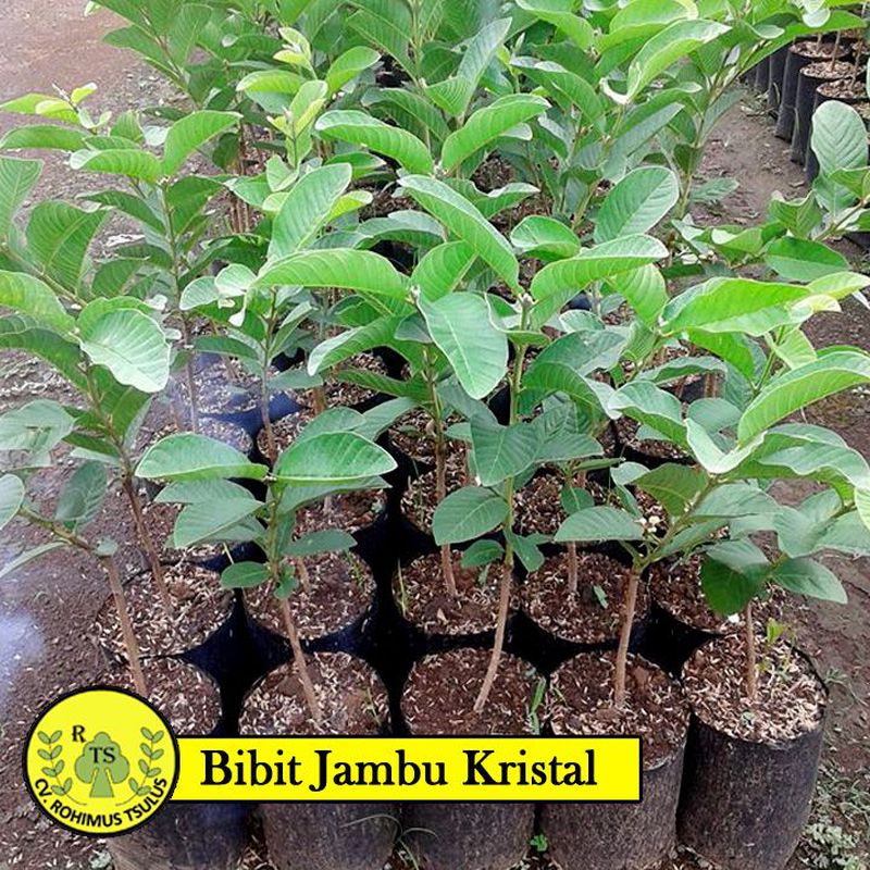 Bibit Jambu Kristal