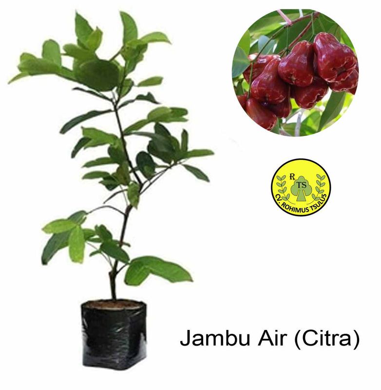 Bibit Jambu Air