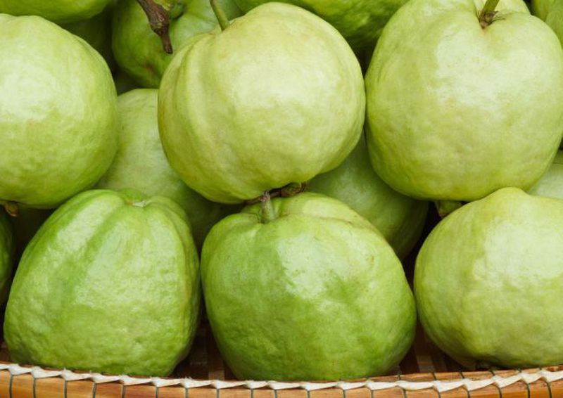 Jambu Kristal