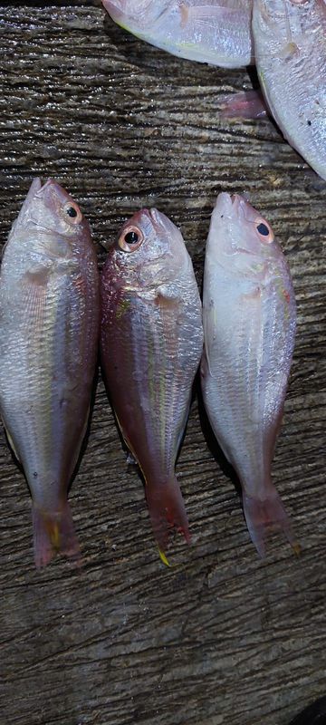Ikan Kurisi