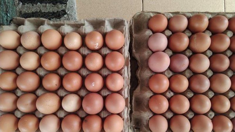 telur