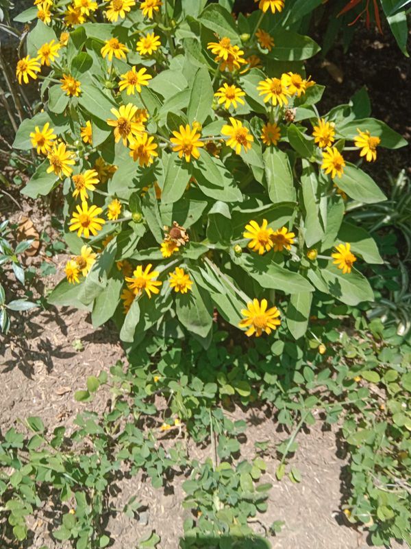 Tanaman Bunga Matahari Kecil