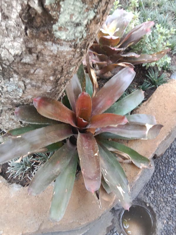 Tanaman Bromelia Merah