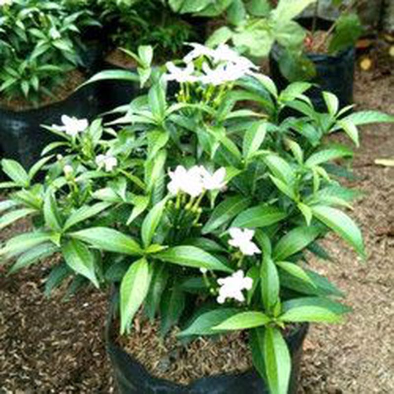 Tanaman Rombusa Hijau