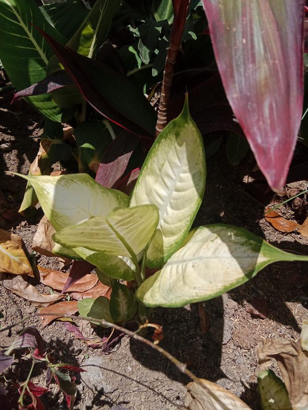 Tanaman Diven Tissue