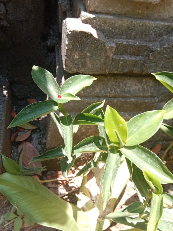 Tanaman Pacing Pentol