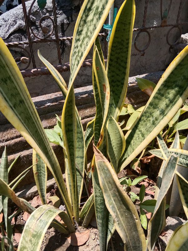 Tanaman Sansivera Trifasciata