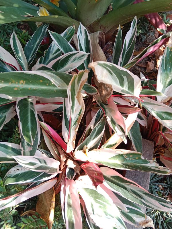 Tanaman Kalatea Maranta Bali