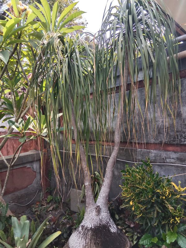 Tanaman Palem Botol Daun Panjang