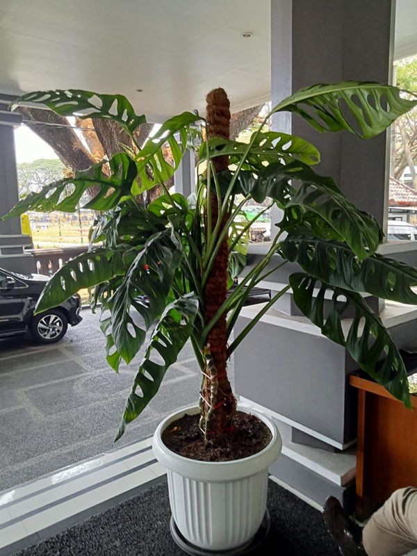 SEWA TANAMAN BUNGA HIDUP / POT DIAMETER 40 - 50 CM / MONSTERA ADANSANII ...