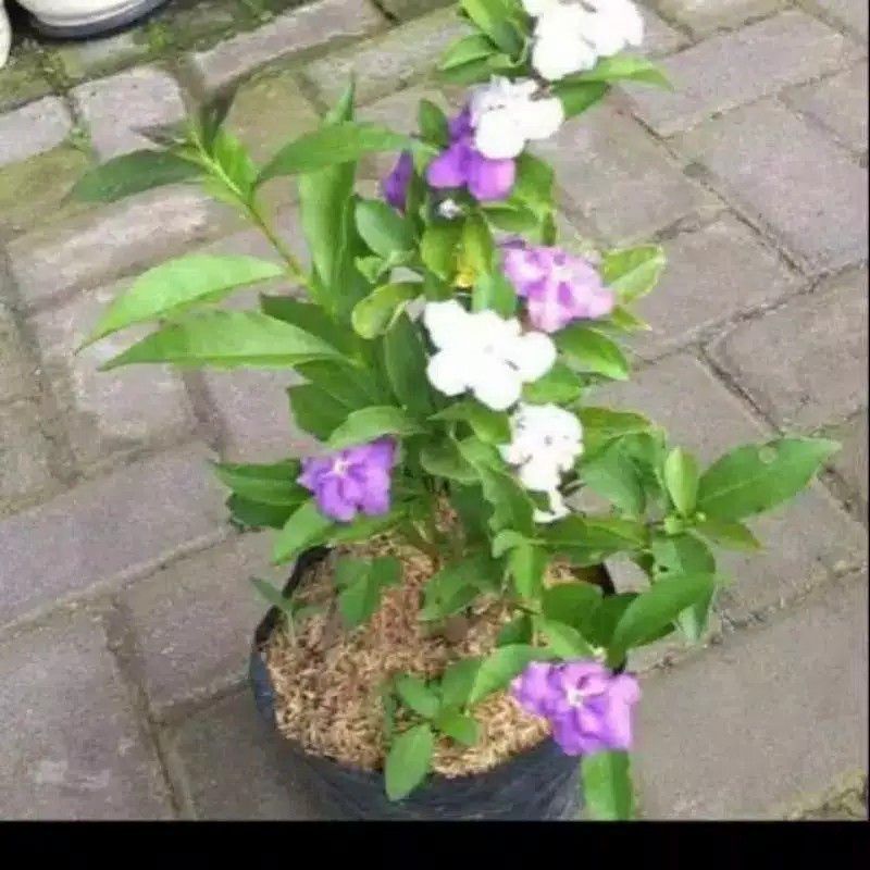 Tanaman Hias Melati Costa