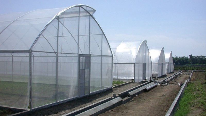 Plastik UV/PE greenhouse ukuran 2 m x 125 m