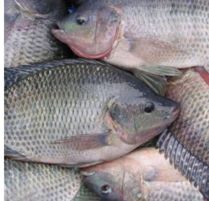 ikan nila