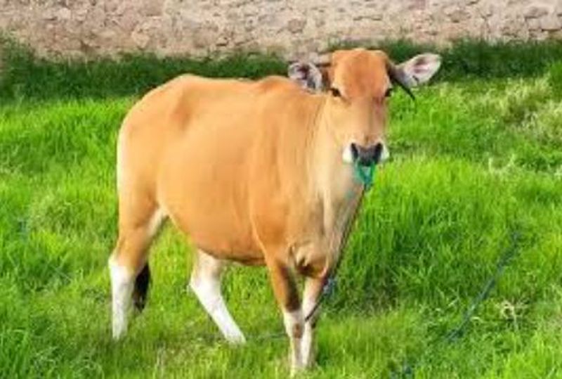 Sapi Bali