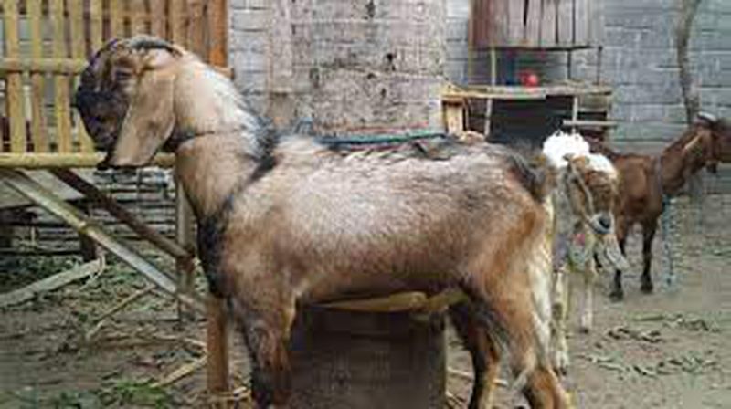 KAMBING LOKAL BETINA TINGGI MIN 60cm