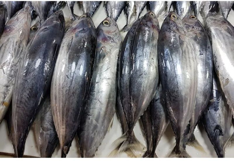 ikan tuna