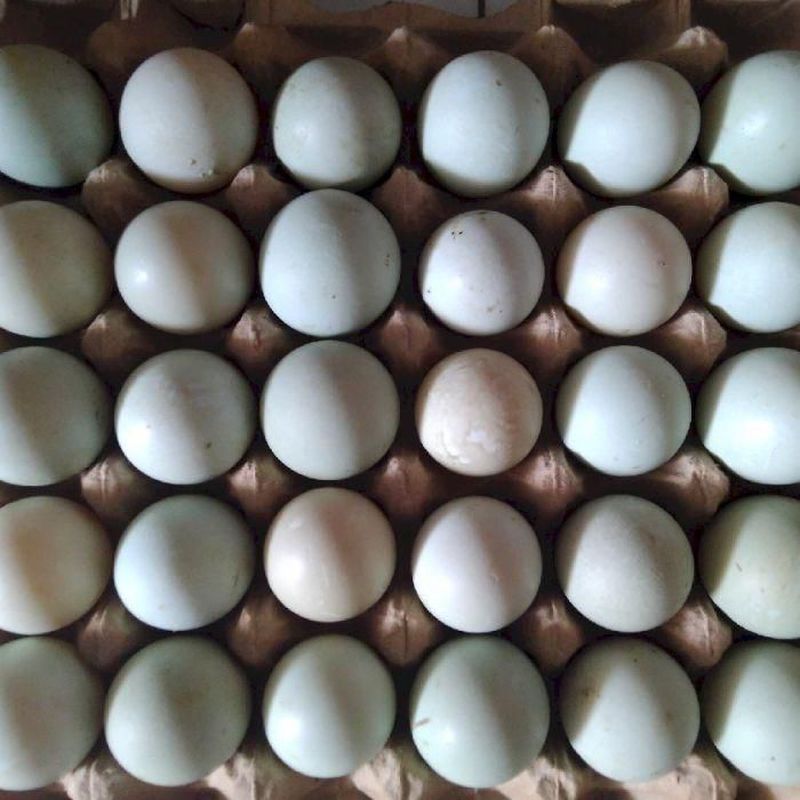 Telur bebek