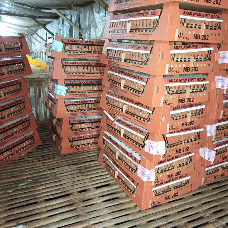 doc ayam broiler MB 202