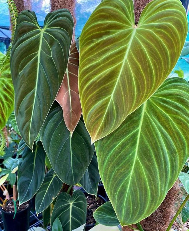 Tanaman Hias Melano Mican