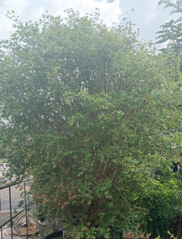 anggor pohon tinggi 3,5m