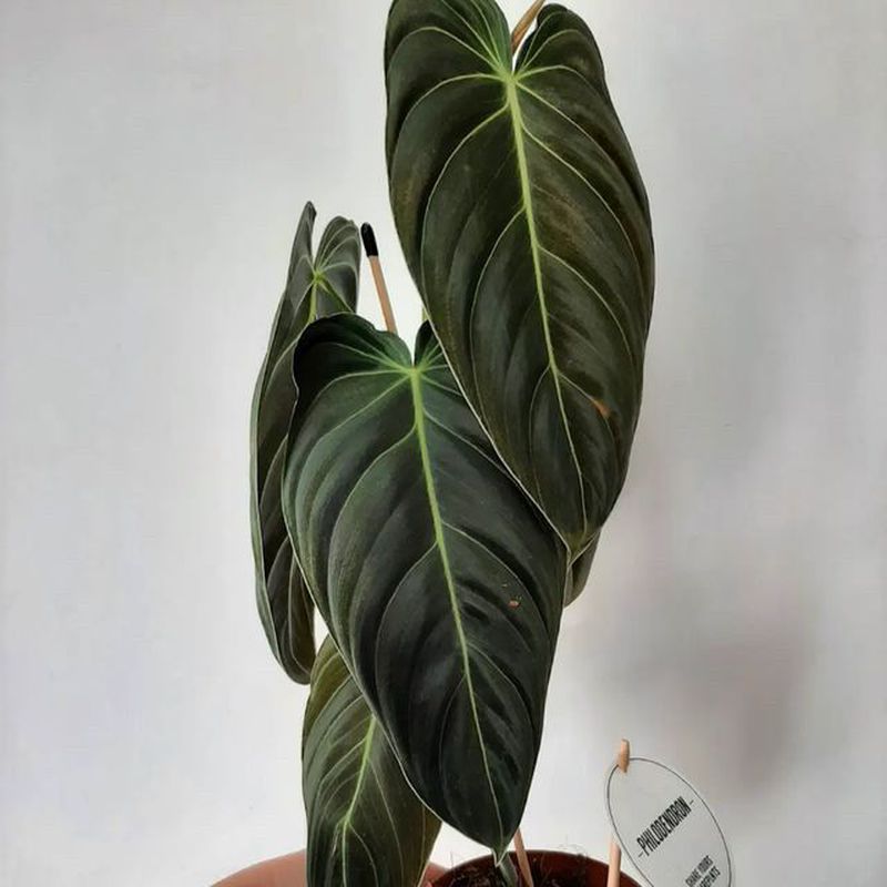 Tanaman Hias Melano Singonium