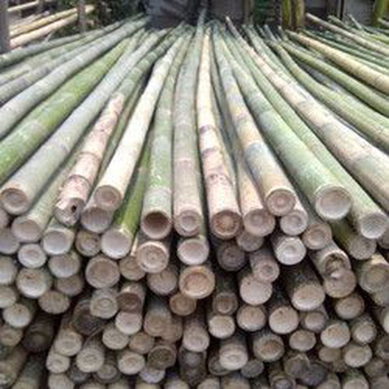 Bambu Besar Diameter 10cm