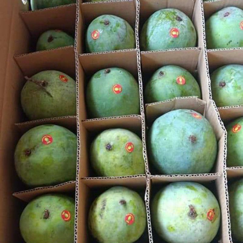 MANGGA