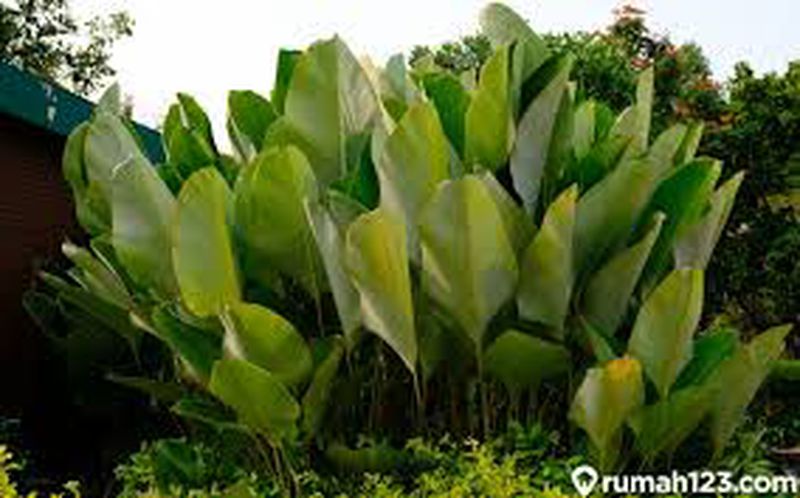 Tanaman Calathea Lutea