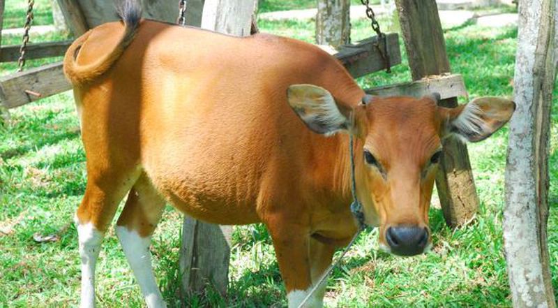 Bibit Sapi Bali Jantan
