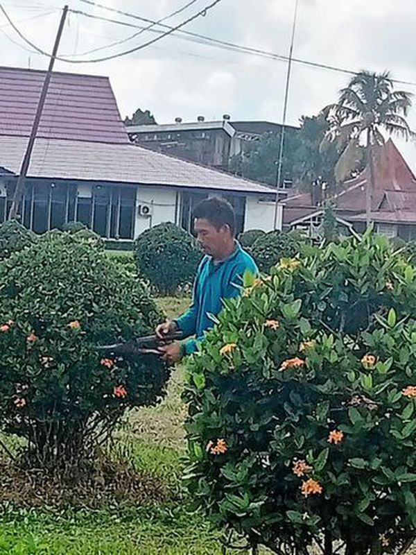Pemangkasan dan penataan bunga, tanaman hias dan pohon