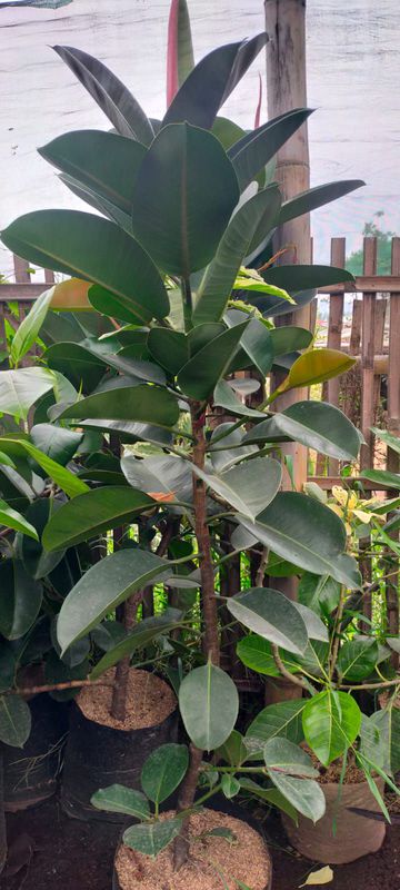 Tanaman Hias Karet Kebo Tinggi 1,5m + Pot