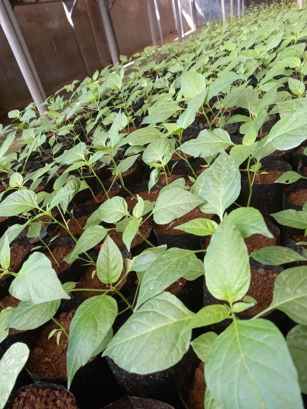 Bibit Cabe Besar varitas baja