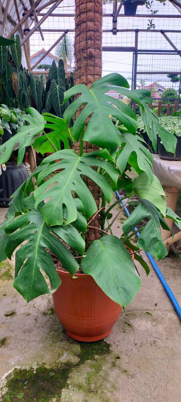 Tanaman Hias Monstera Hijau (Monjo) - Tinggi 1 meter
