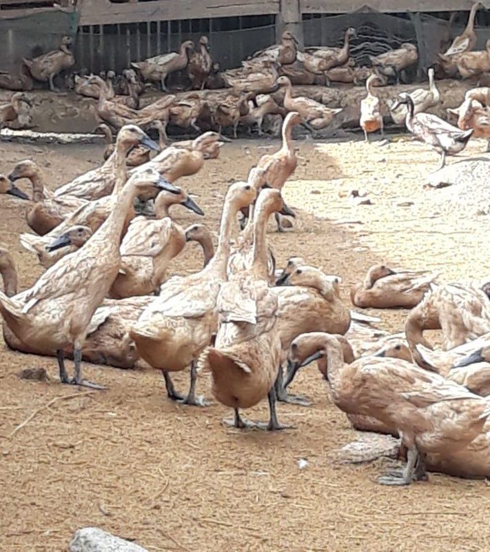 Pullet/Babaya Itik Rambon