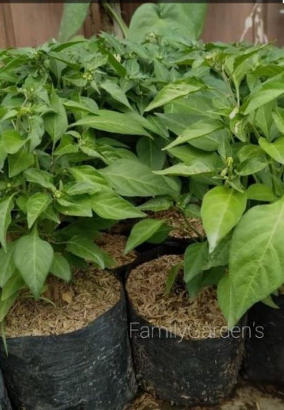 Cabai Kecil Varietas Sigantung