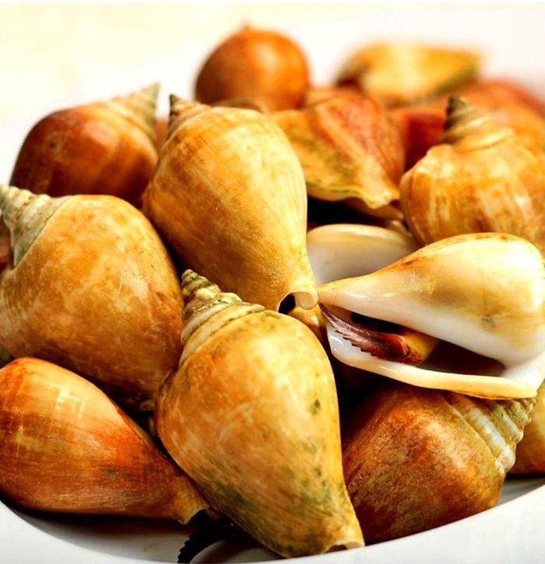 Paket Reguler (PER PAX) 250