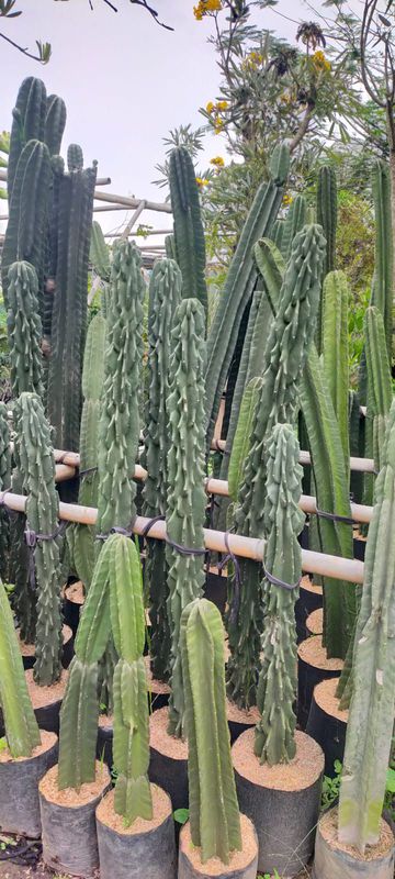 Kaktus Koboi Tunggal - Tinggi 80 cm + Pot