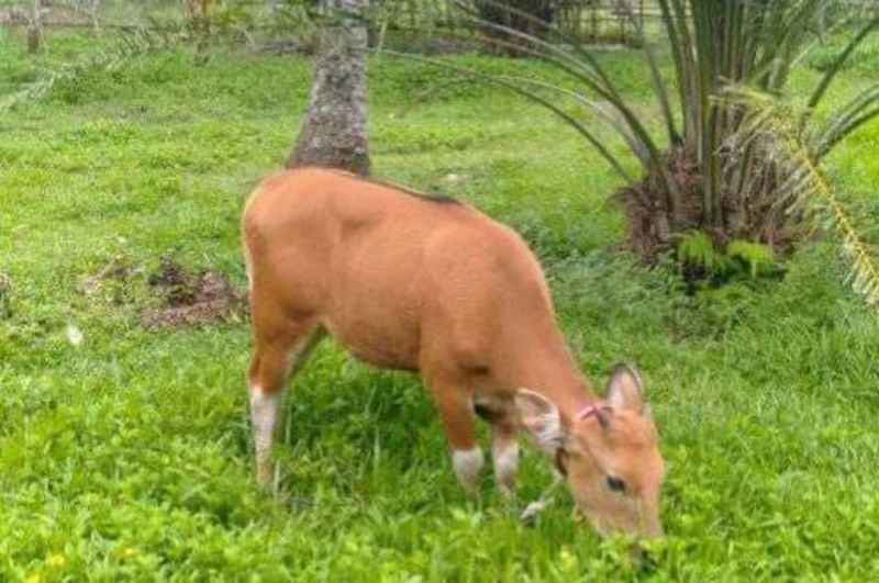 Sapi Bali