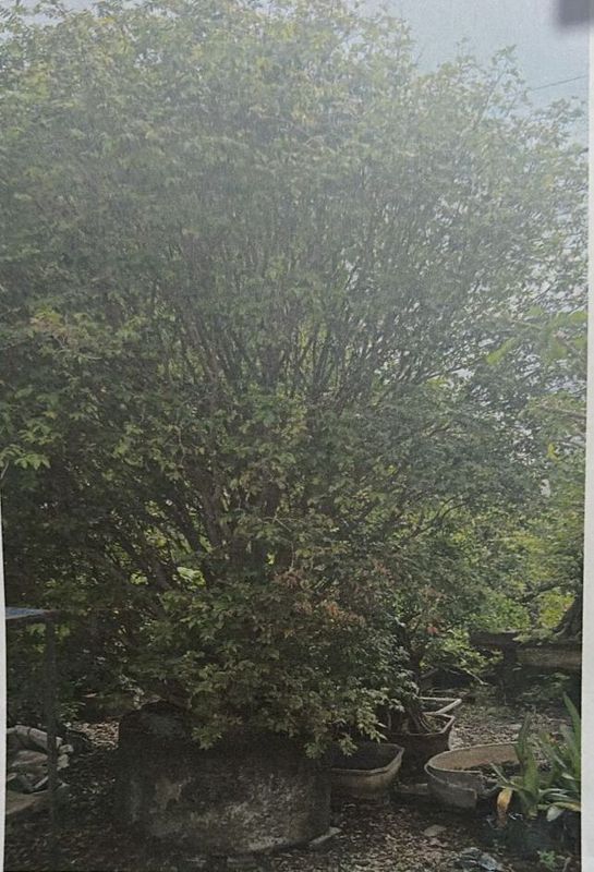 anggor pohon tinggi 3,5m