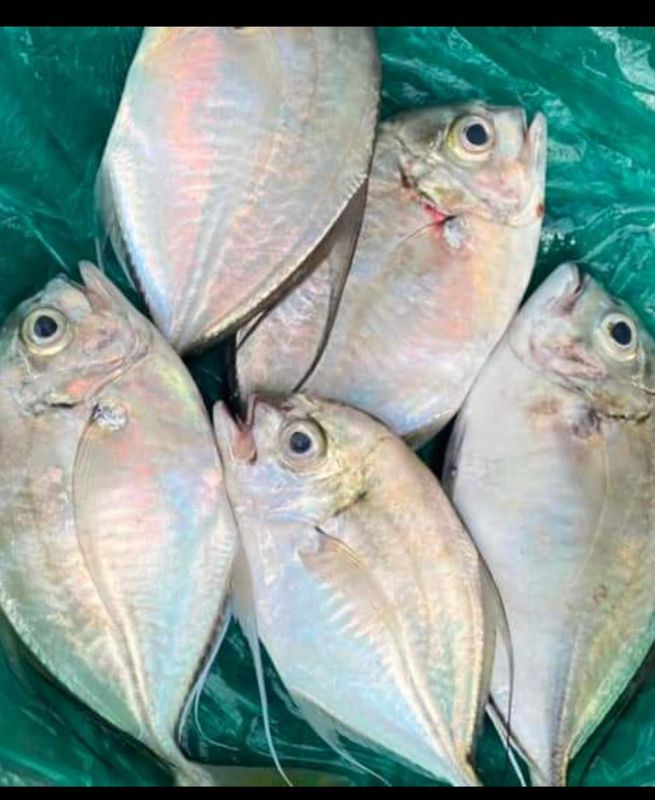 ikan putih