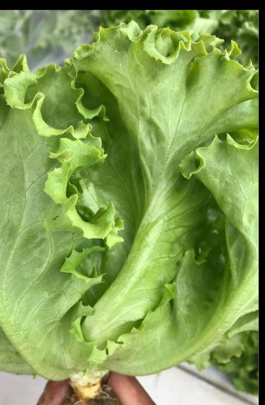 daun selada