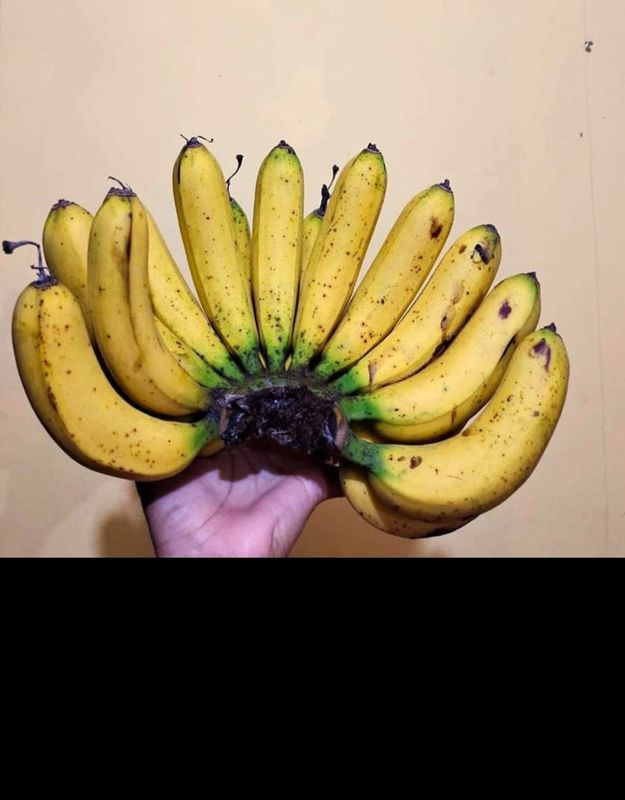 pisang barangan