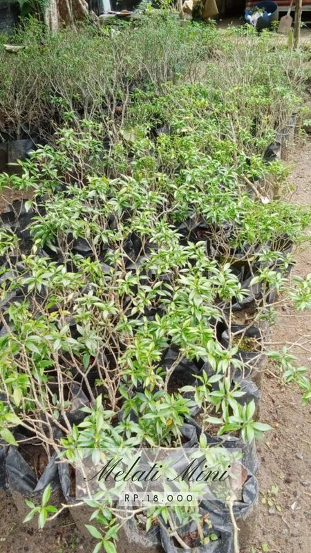 Tanaman Hias Melati Mini - Kuning