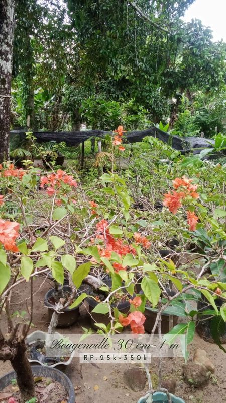 Tanaman Hias Bougenville Merah
